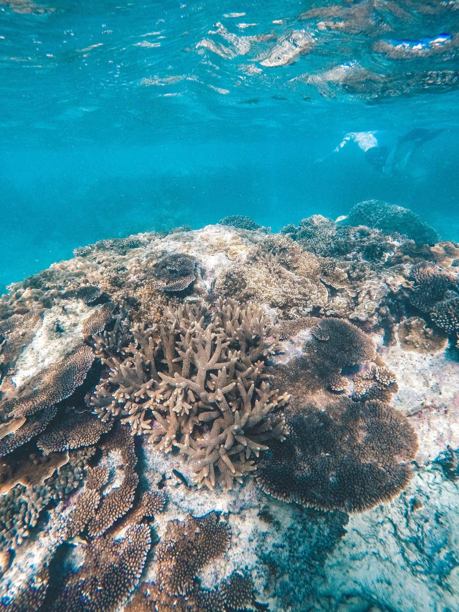 Lady Elliot Island - Don't Miss This Great Barrier Reef Island • Amanda ...