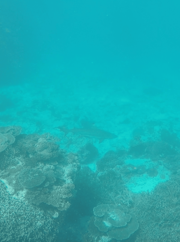 Lady Elliot Island - Don't Miss This Great Barrier Reef Island • Amanda ...