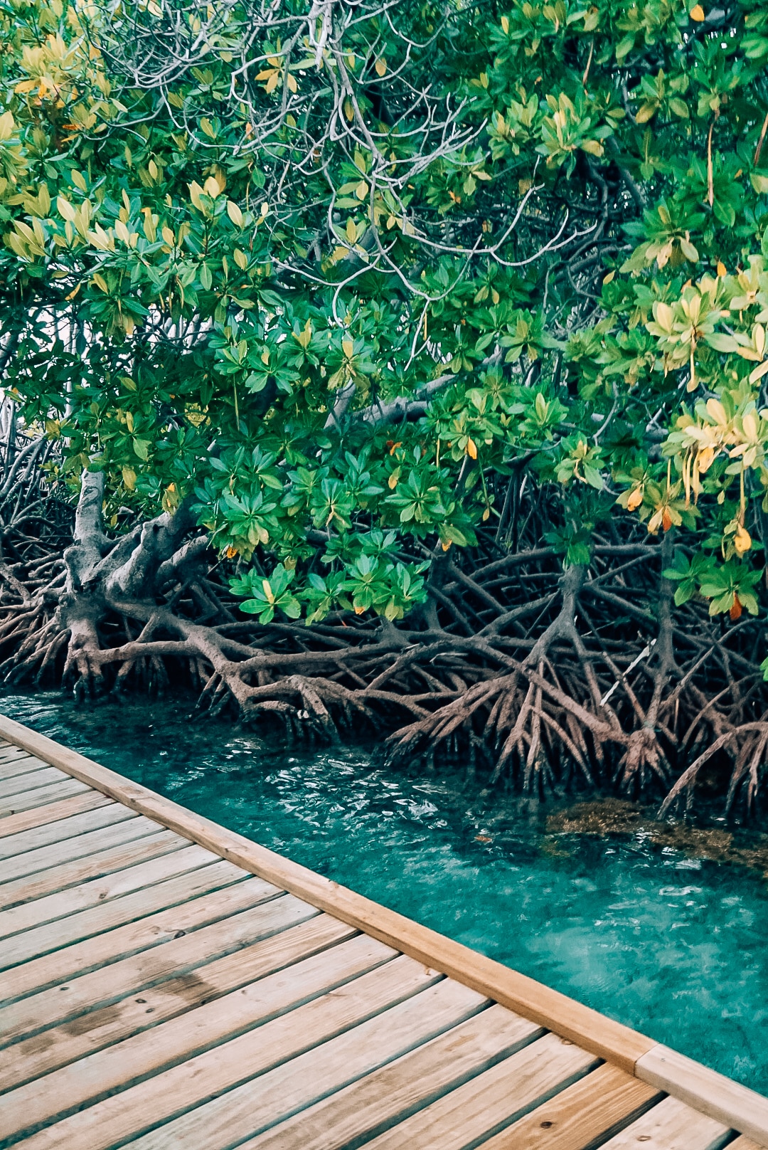 Go Swimming in a Bioluminescent Bay in Puerto Rico • Tour La Parguera ...