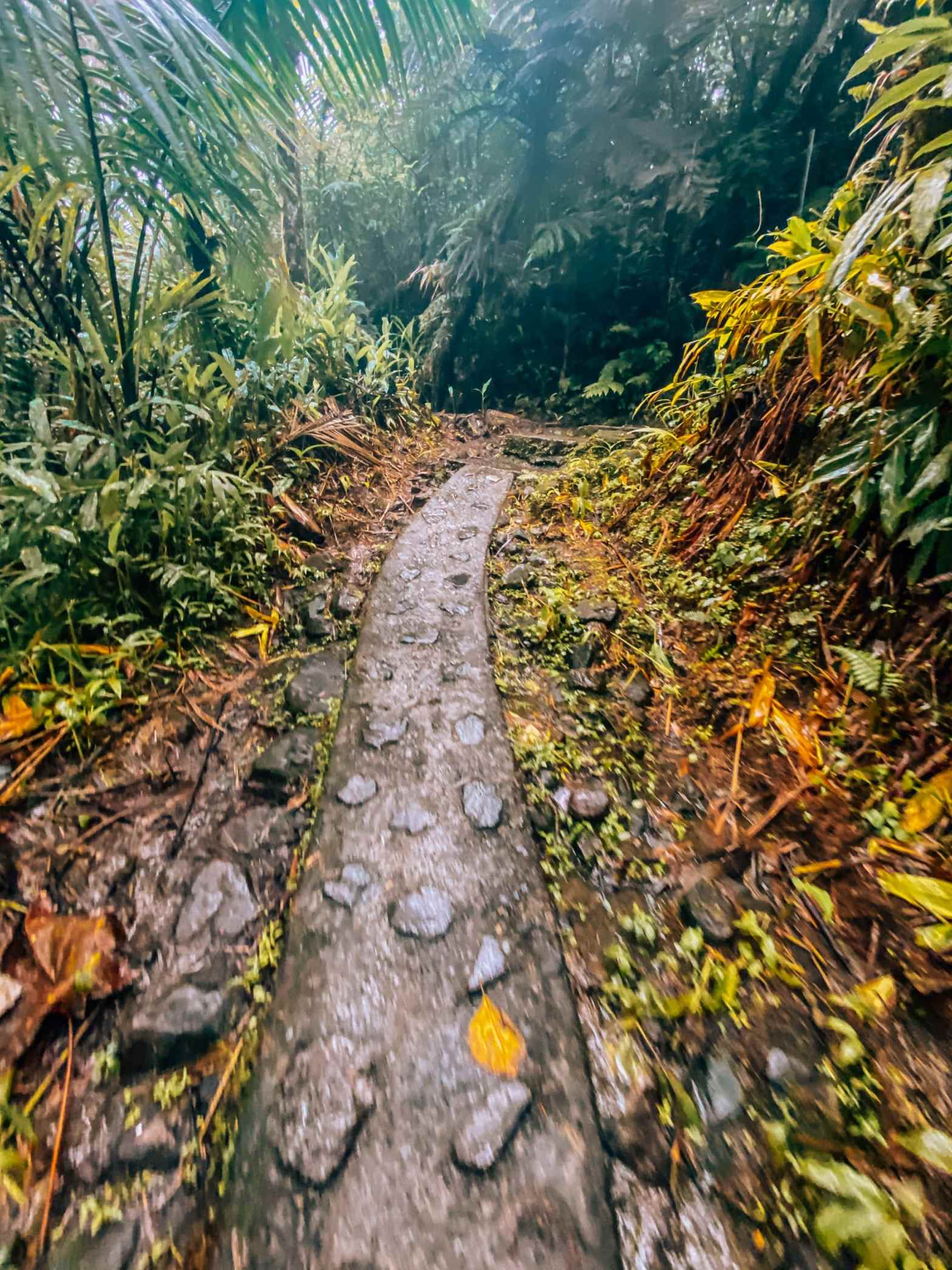8 Tips for Your Day at El Yunque Rainforest • Amanda Wanders