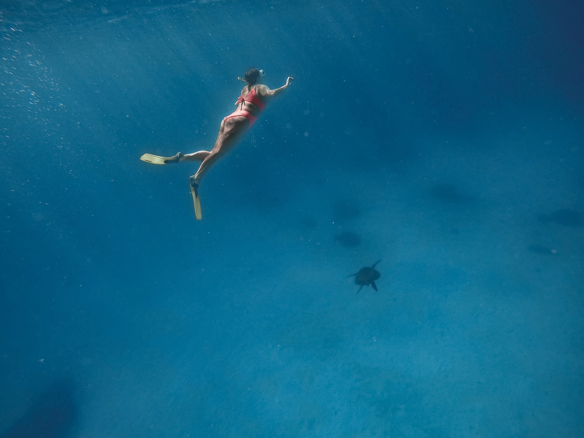 Lady Elliot Island - Don't Miss This Great Barrier Reef Island • Amanda ...