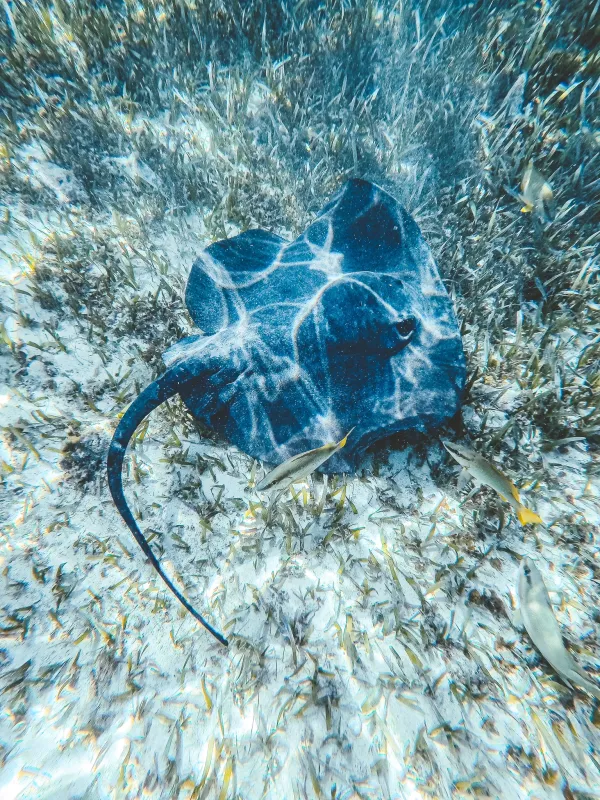 Best Place to Snorkel in Belize • Amanda Wanders