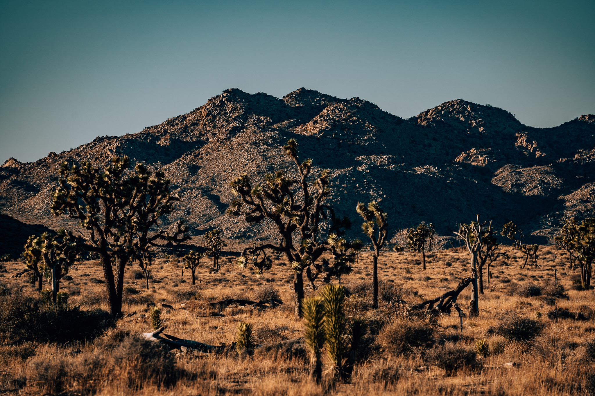 1 Day Joshua Tree Itinerary • 5 Best Things to Do • Amanda Wanders