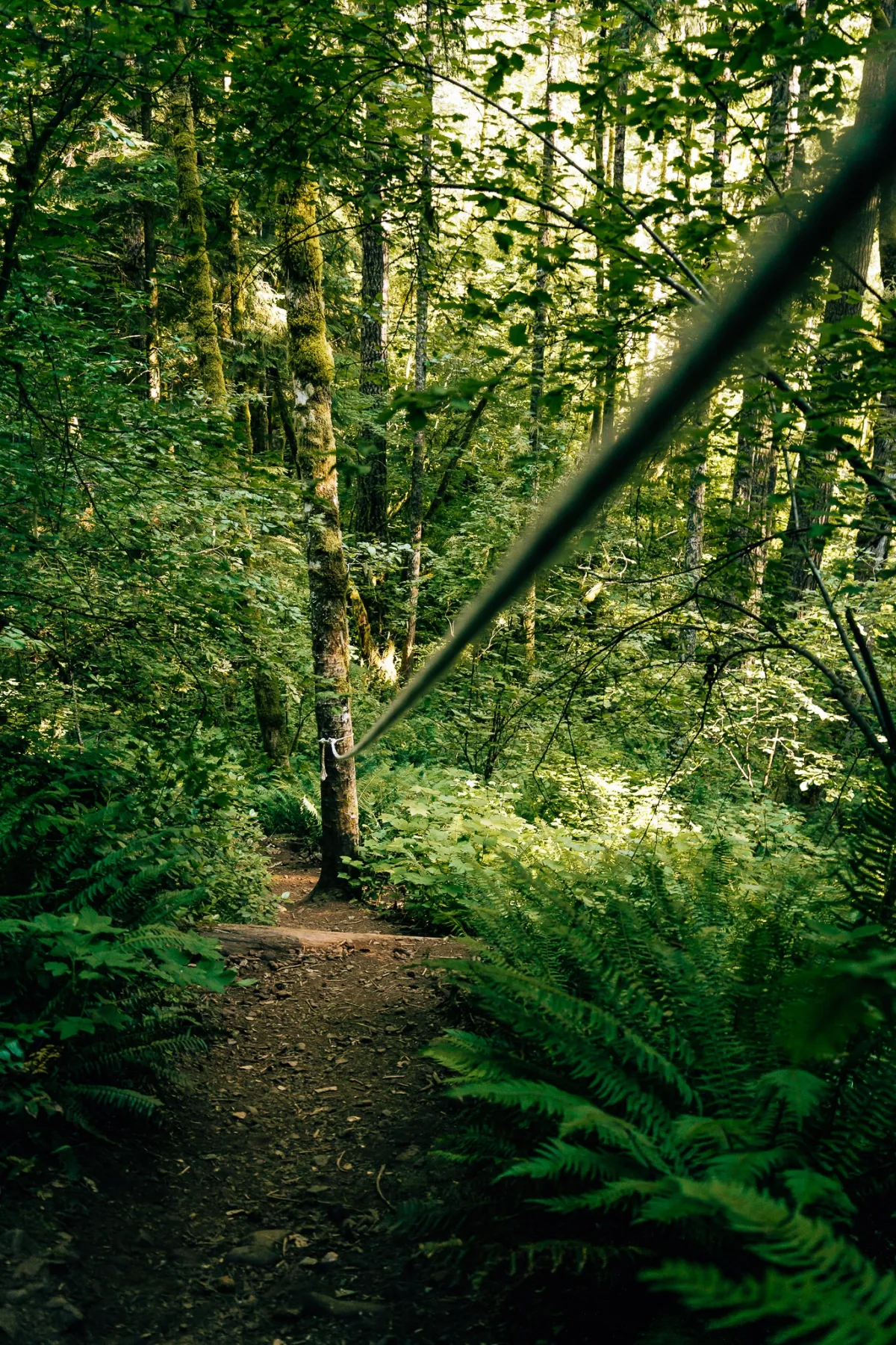 Abiqua Falls Hike • Guide to This Oregon Waterfall Near Portland ...