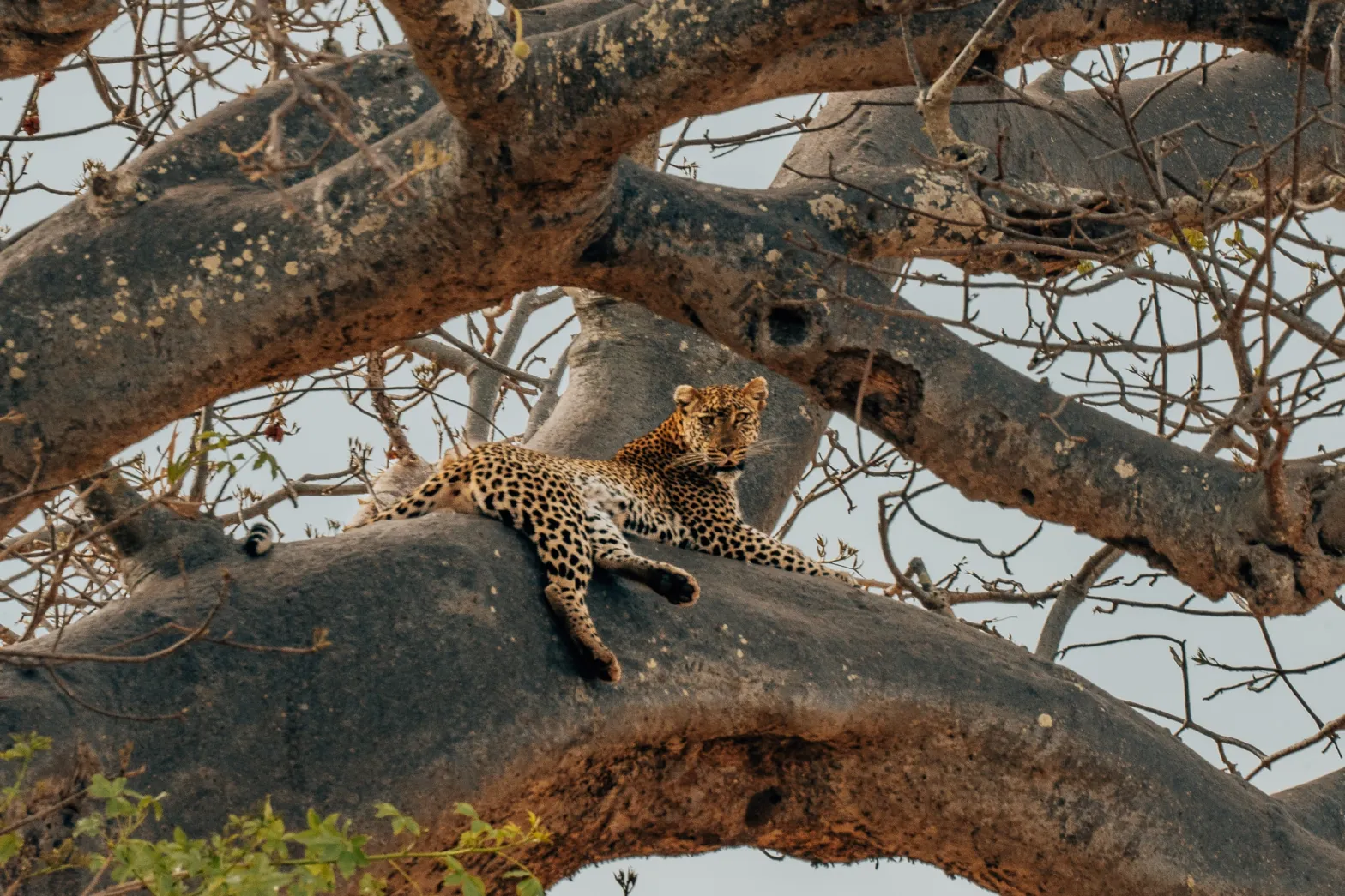 15 Tips for Your First African Safari & Things to Know Before You Go ...