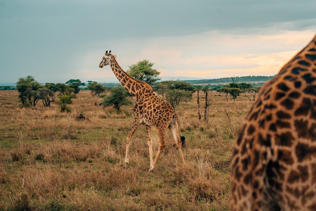 Safari Archives • Amanda Wanders
