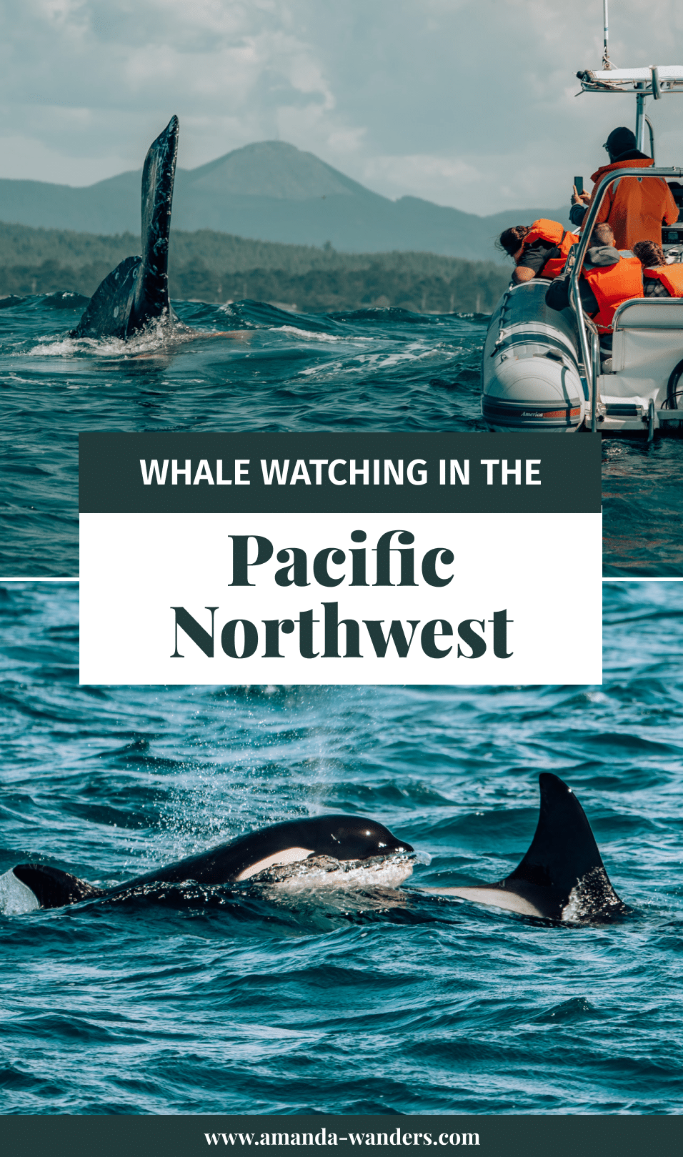 5 Places to Go Whale Watching in the Pacific Northwest • Amanda Wanders