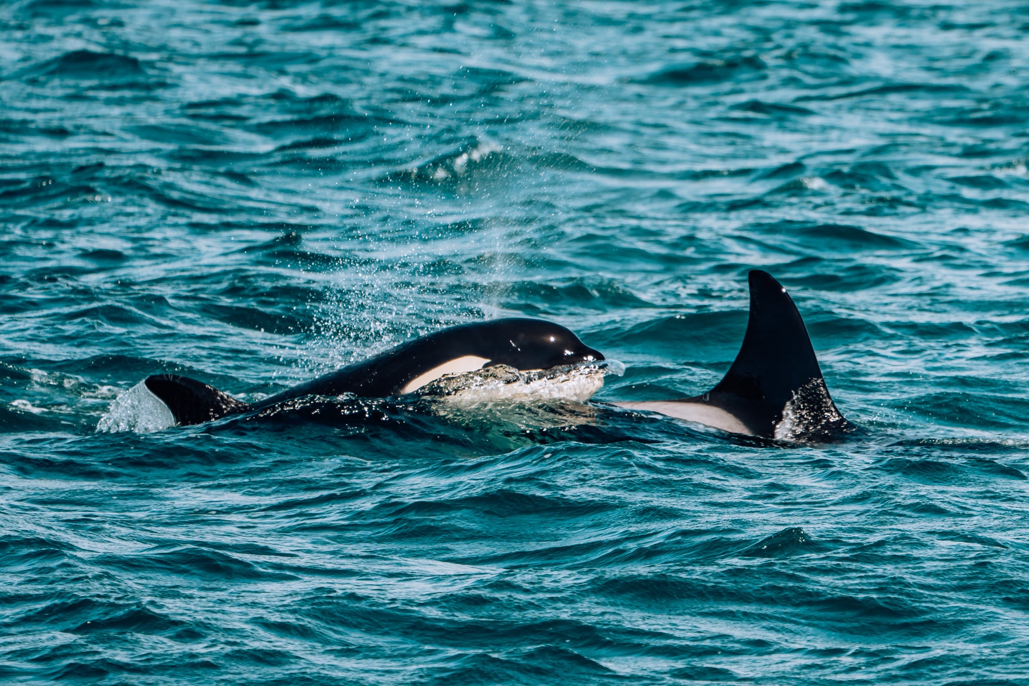 5 Places to Go Whale Watching in the Pacific Northwest • Amanda Wanders