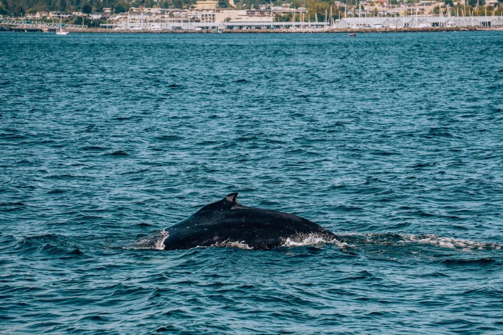5 Places to Go Whale Watching in the Pacific Northwest • Amanda Wanders
