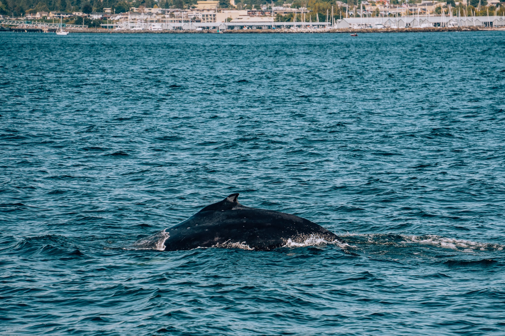 5 Places to Go Whale Watching in the Pacific Northwest • Amanda Wanders