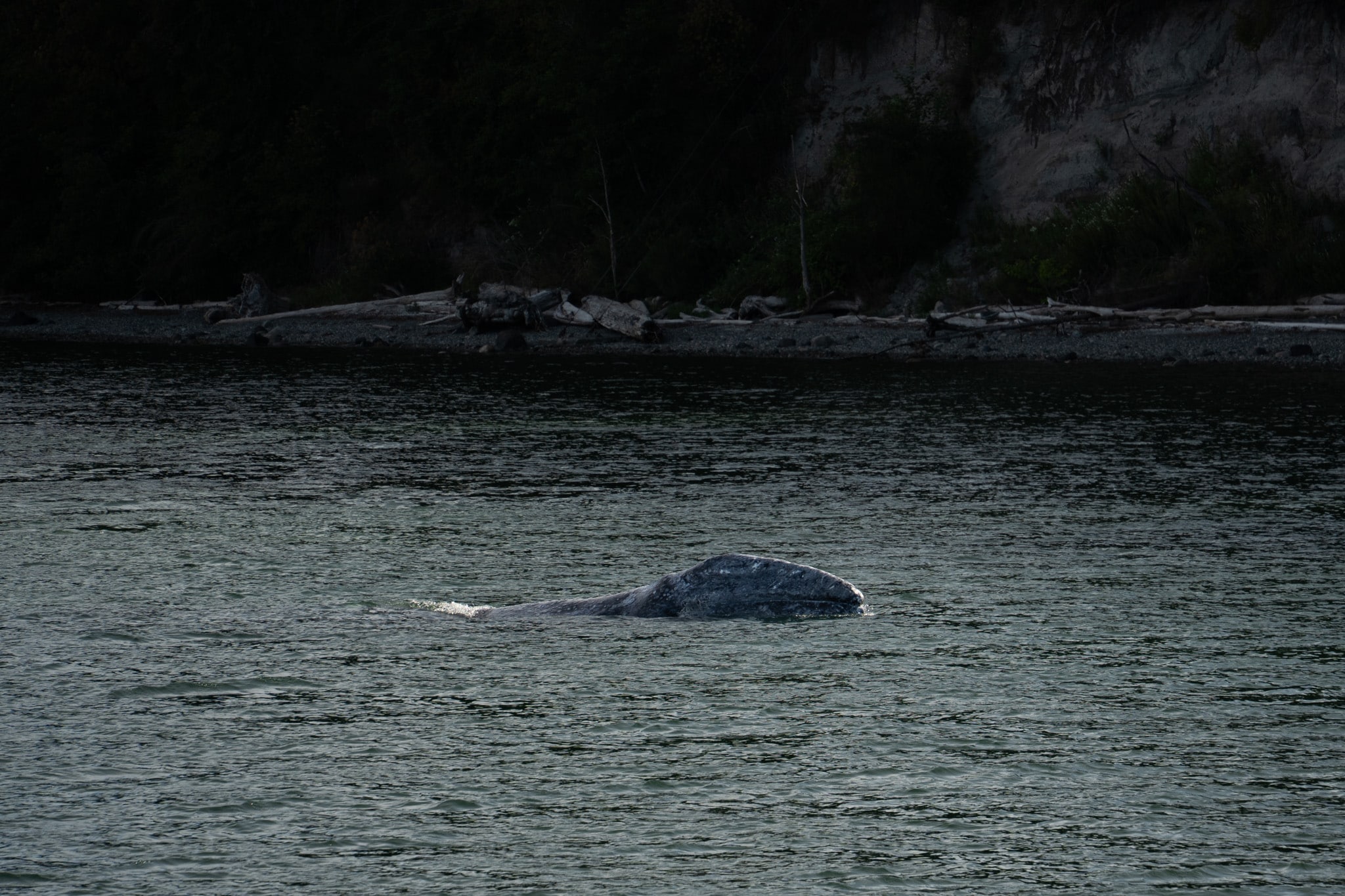 5 Places to Go Whale Watching in the Pacific Northwest • Amanda Wanders